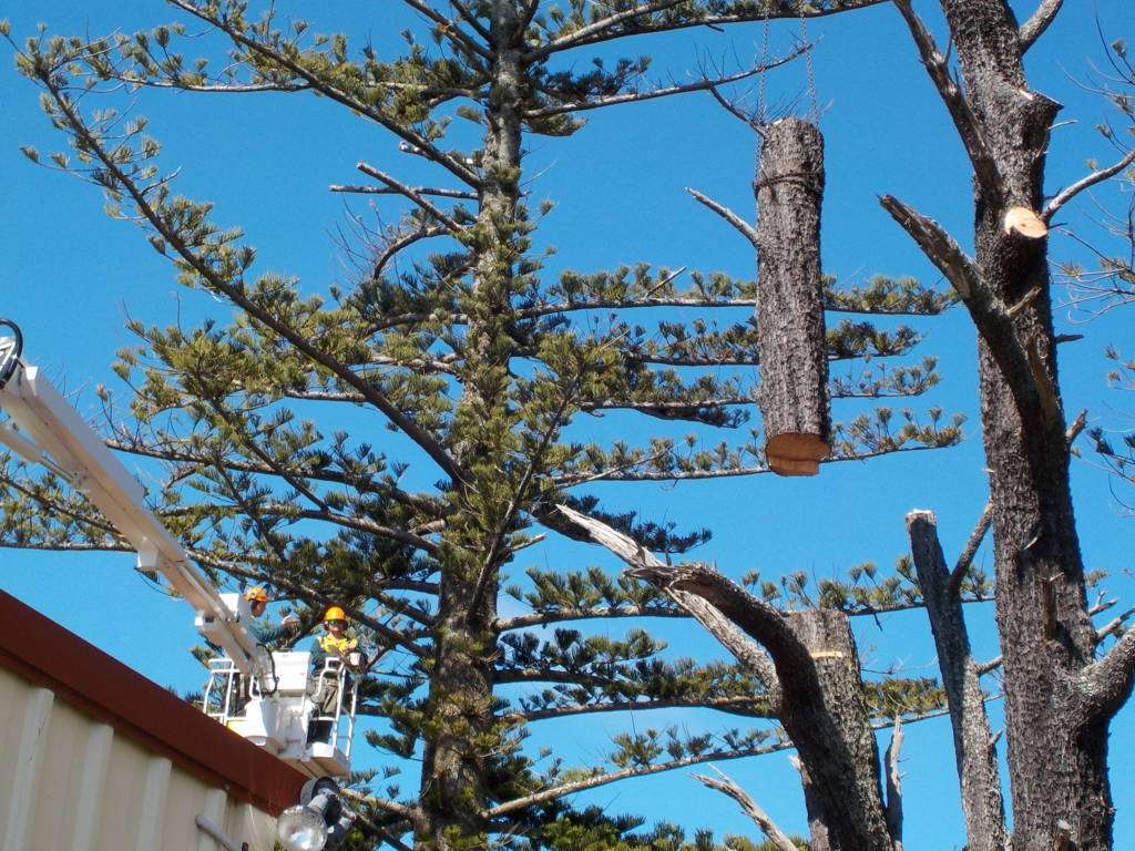 Commercial Tree Services Nowra - A&D Tree Services