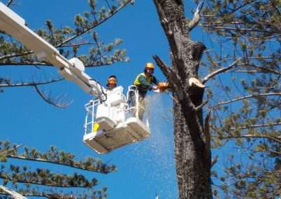 Residential Tree Services - A&D Tree Services