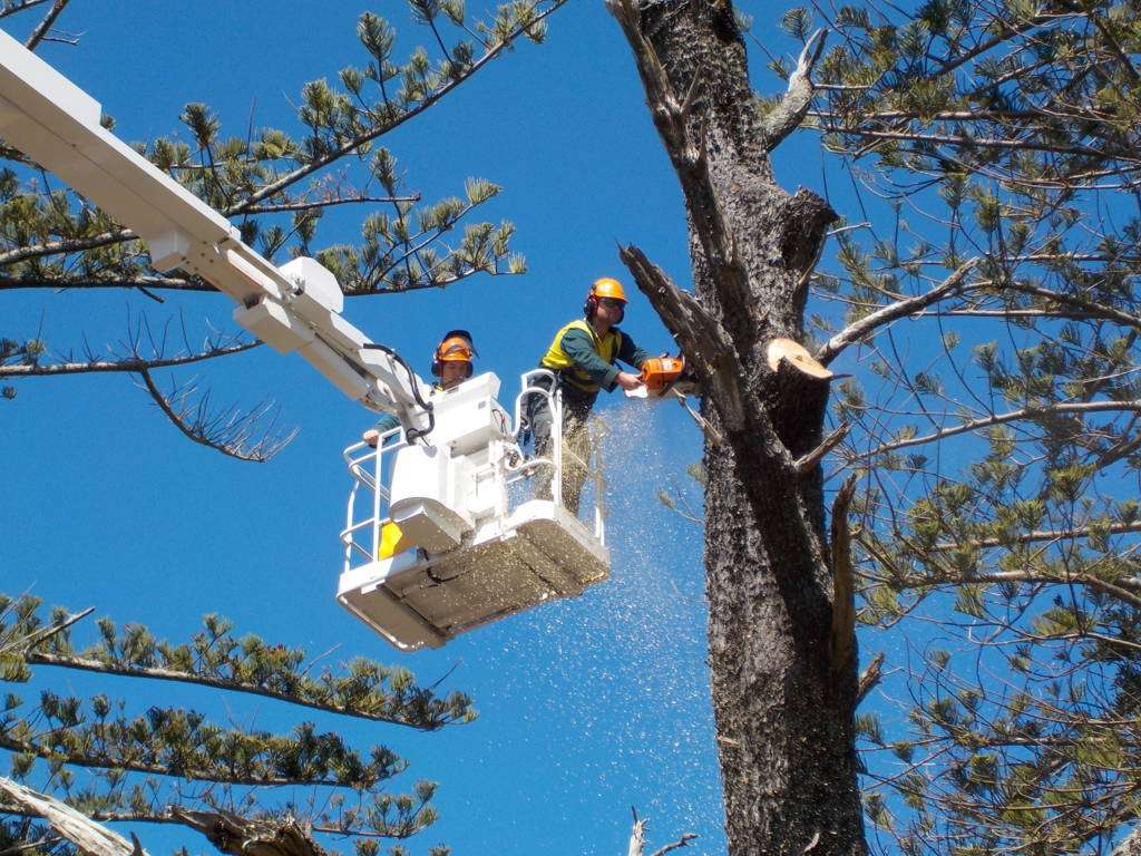 Residential Tree Services | A&D Tree Services