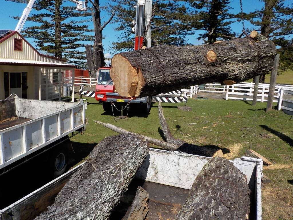 Residential Tree Services | A&D Tree Services