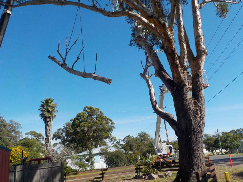 Residential Tree Services | A&D Tree Services