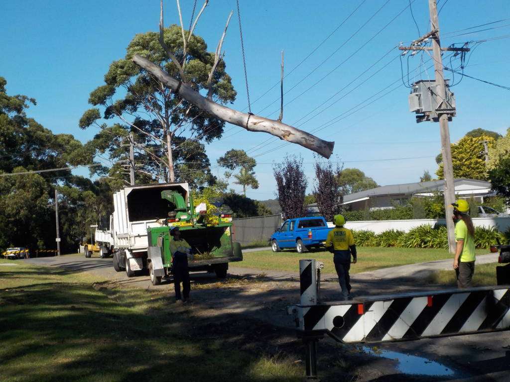 Residential Tree Services | A&D Tree Services