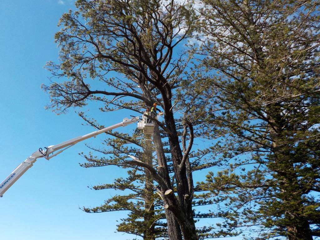 Residential Tree Services | A&D Tree Services